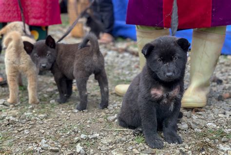 At A Northern Highlands Flea Market Bobtail Puppies Go On Sale
