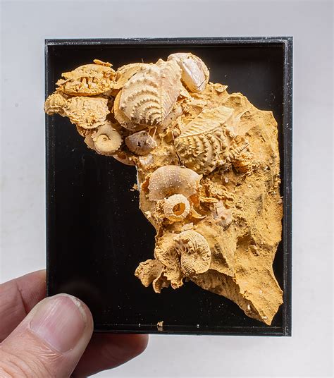 Cluster Of Silicified Ammonites And Echinoids The Natural Canvas