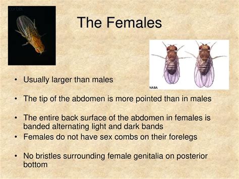 Sexing Fruit Flies Ppt Download