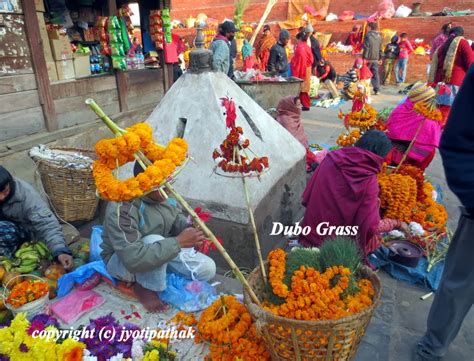 Taste Of Nepal Dubo Grass Garland हरियो दुबो घास को माला