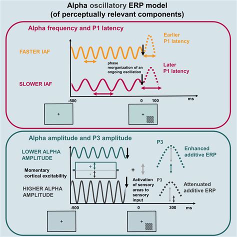 Transcranial Magnetic Stimulation Effects Support An Oscillatory Model Of Erp Genesis Current