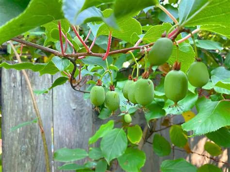 Hardy Kiwi Actinidia Arguta Garden Center Point