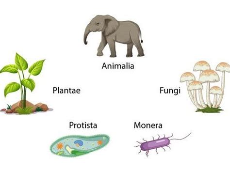 Igcse Biology Lesson Notes And Tasks With Mark Scheme On Features Of