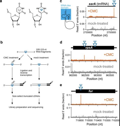 Rlua Is The Major Mrna Pseudouridine Synthase I