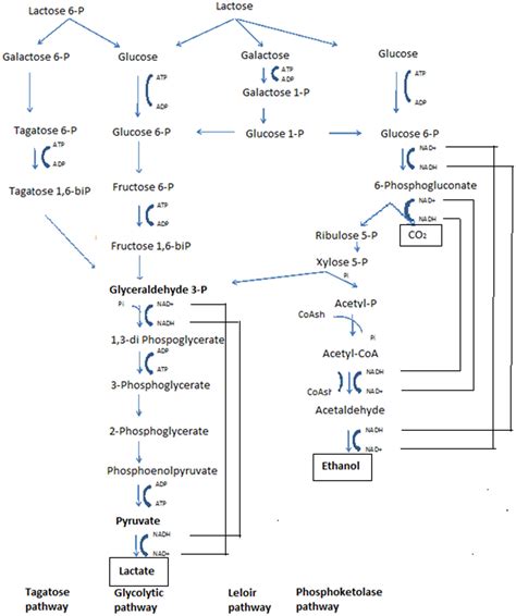 Lactic acid bacteria as starter cultures: An update in their metabolism and genetics
