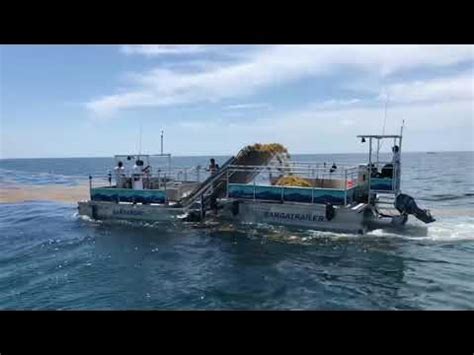 Сбор и переработка водорослей в удобрения и стройматериалы - YouTube