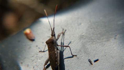 Assassin Beetle The Beneficial Insect In Your Yard