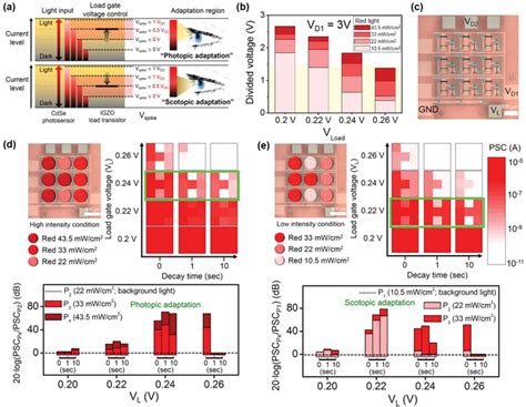 light‐adaptable optoelectronic neuromorphic circuit array for