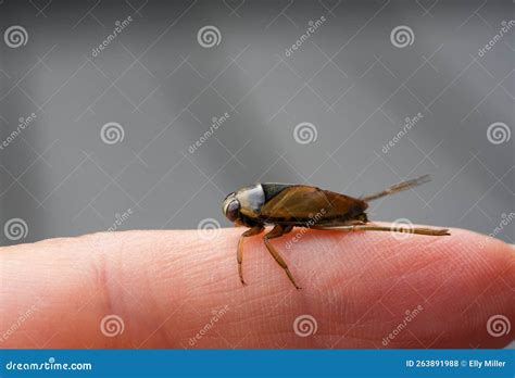 Water Bug Locations At Myrtle Jackman Blog