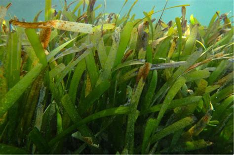 Seagrass Beds National Parks Antigua