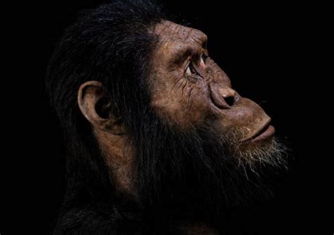 El Rostro De Australopithecus Anamensis FÓsil