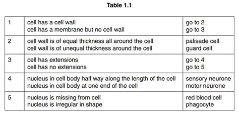 IGCSE Biology Cell Structure IGCSE Style Questions Paper