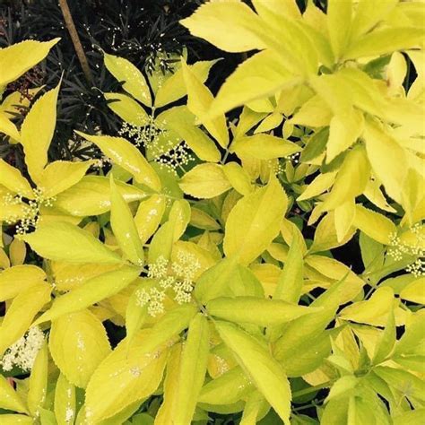 Sambucus Nigra Aurea