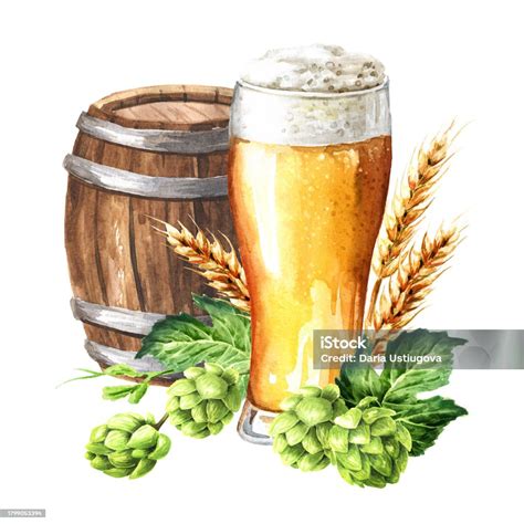 맥주 유리 신선한 녹색 홉과 밀과 보리의 이삭이 있는 나무 통 손으로 그린 수채화 그림 흰색 배경에 고립 0명에 대한 스톡 벡터 아트 및 기타 이미지 Istock