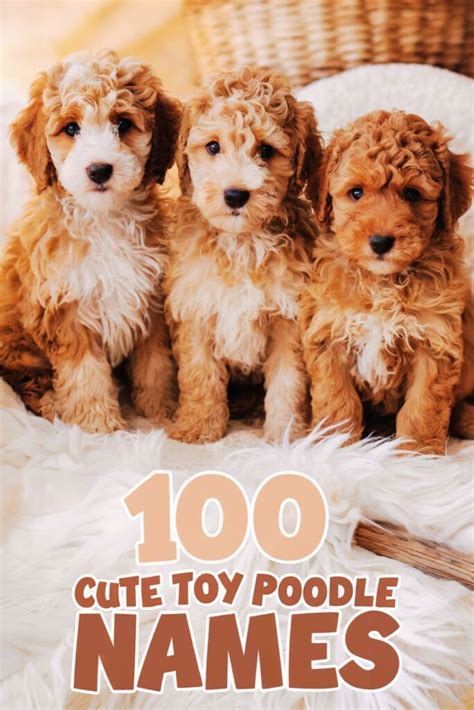 100 Toy Poodle Names Adorably Unique Ideas For Your Tiny Fluffball
