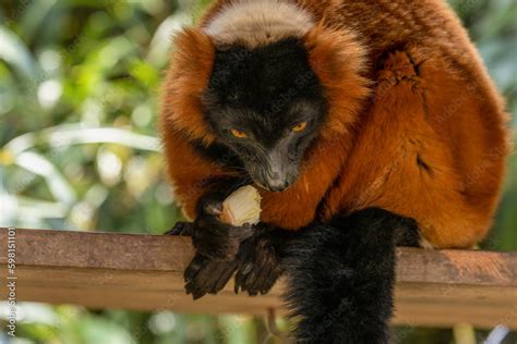Red Ruffed Lemur Eating A Piece Of Banana And Pulling Funny Faces Close Up Portrait Of Red