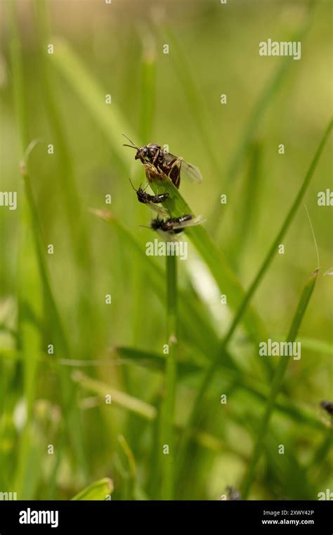 Nuptial Flight Of New Winged Queen Ants With Winged King Ants In