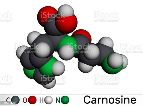 카르노신 디펩타이드 분자 그것은 항 경련제 산화 방지제 항 신 생물제 인간 대사 산물입니다 분자 모델 3d 렌더링 0명에 대한 스톡 벡터 아트 및 기타 이미지 Istock