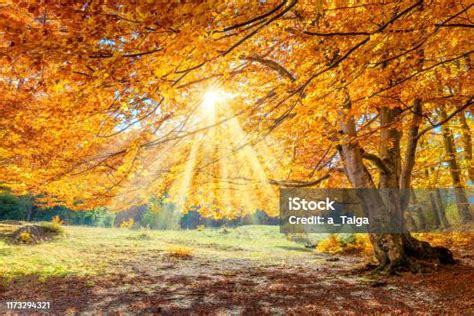 환상적인 가을 풍경 햇볕이 잘 드는 초원에 햇빛이 있는 큰 숲 황금 나무 가을에 대한 스톡 사진 및 기타 이미지 가을 풍경 경관 Istock