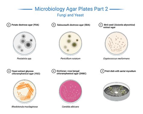 Microbiology Agar Plates Part 2 Biorender Science Templates