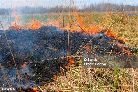 들판에 잔디를 굽기 근처의 숲과 건물에는 위험과 화재 위험이 있습니다 급속 화 염 확산 건조한에 대한 스톡 사진 및 기타 이미지 Istock