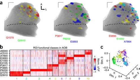 Glomerular Activity Patterns Identify Functional Vsn Classes A Download Scientific Diagram