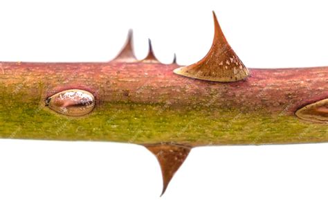 Premium Photo Rose Stalk With Thorns On A White Background