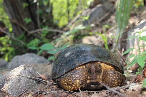 Gopherus Polyphemus Gopher Tortoise The Turtle Hub