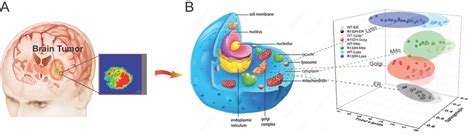 Overview Of Organelle Level Metabolic Characterization Of Cells Using