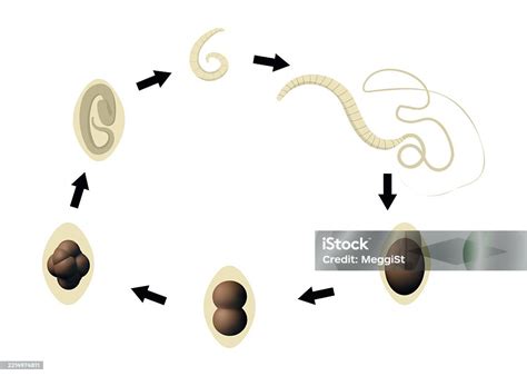 Whipworm Lifecycle Showing The Different Stages Of Development From Egg
