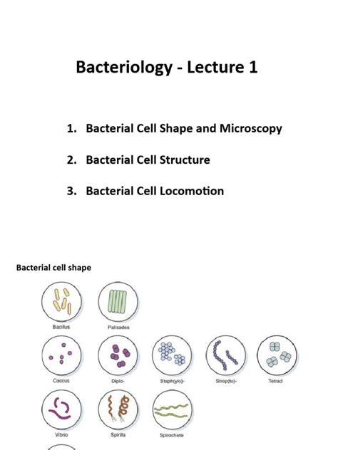 Bacteriology Revision Slides Pdf Bacteria Salmonella