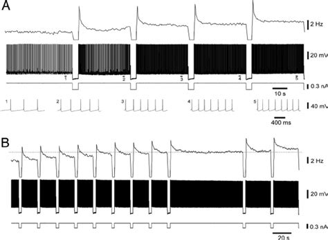 Graded Persistent Activity Induced By Successive Hyperpolarizing Pulses
