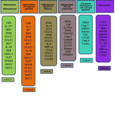 Process Networks By Enrichment Analysis In Metacore™ Software These