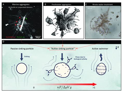 Active Sinking Particles In Natural And Man Made Ecosystems A A