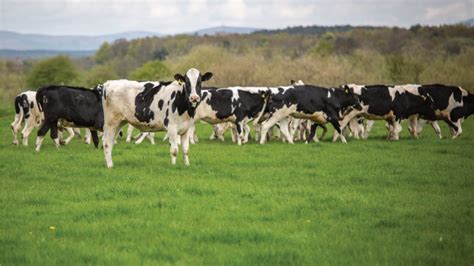 Uk Vet Livestock The Use Of Fixed Time Artificial Insemination Programmes For The Use Of Sexed