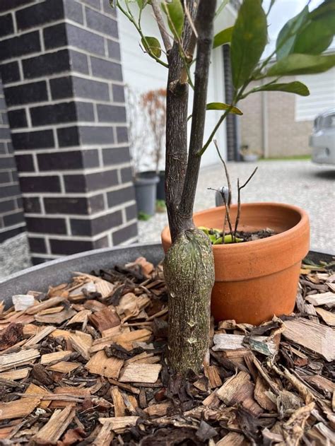 My Dwarf Mandarin Tree Is Nearly Dead And I Dont Know Why Rgarden