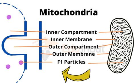 Structure Of A Mitochondria
