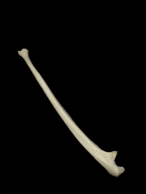 Real Ulna Bone