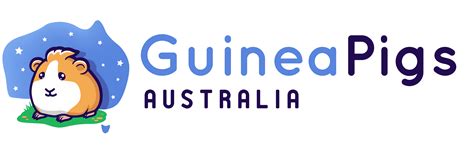 Guinea Pig Pregnancy Guinea Pigs Australia