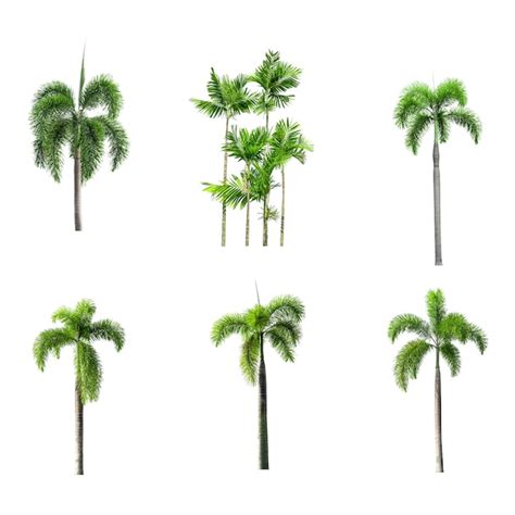 Premium Photo Treecollection