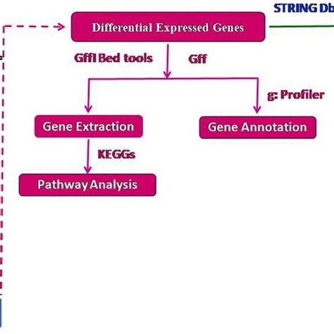 Outline Of The Bioinformatic Workflow Download Scientific Diagram