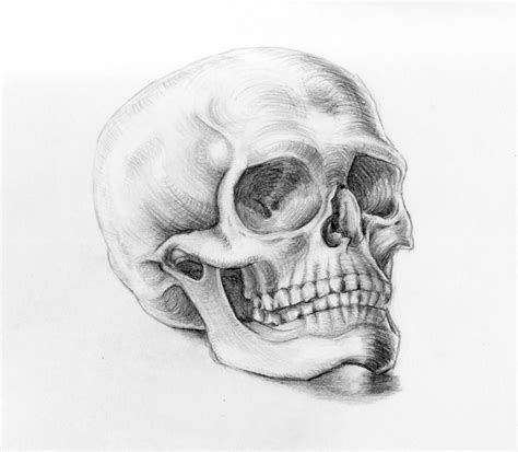 Real Skull Drawing At PaintingValley Com Explore Collection Of Real Skull Drawing