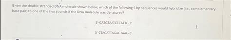 Solved Given The Double Stranded DNA Molecule Shown Below Chegg