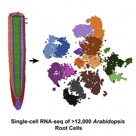 High Throughput Single Cell Transcriptome Profiling Of Plant Cell Types