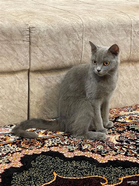 سكوتش فولد للتبني السبب عرضتهة للببع ومحد اشترى ما ادري الناس ما عدها