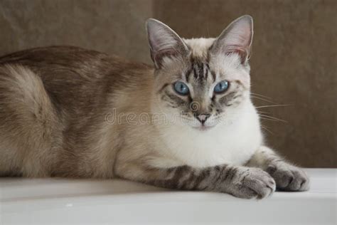 Siamese Lynx Point Cat On Bathtub Stock Image Image Of Lynx Grey