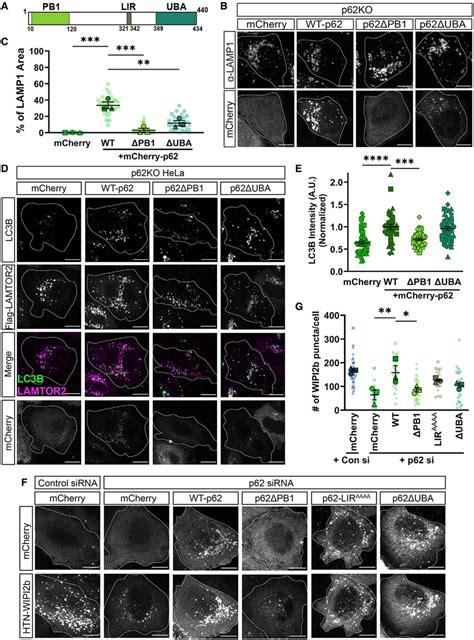 P62 Oligomerization Is Critical In Lysophagy A Schematic Of P62 Download Scientific Diagram