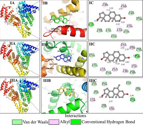 Docking Of I 4a Ii 5a And Iii 6m With Hsa Hsa Interaction 3d