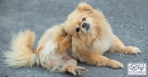 Atopic Dermatitis In Dogs Petlearnia