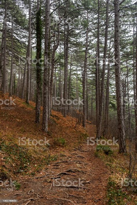소나무 숲의 길 숲에서 흐린 가을 날 0명에 대한 스톡 사진 및 기타 이미지 0명 가을 거리 Istock